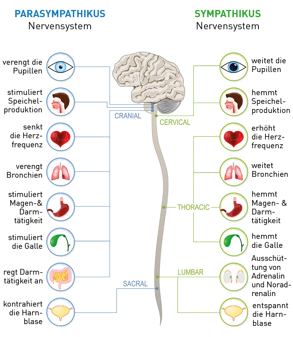 368 Alpha-Amylase-Aktivität im Speichel – ein Marker der Sympathikus ...